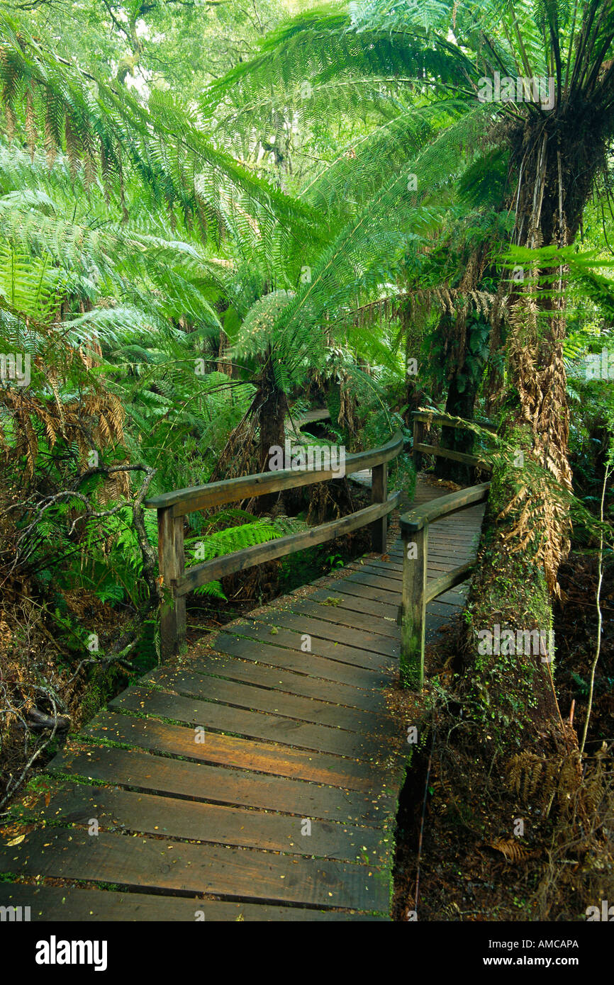 Boardwalk, Otway National Park, Victoria, Australia Stock Photo - Alamy