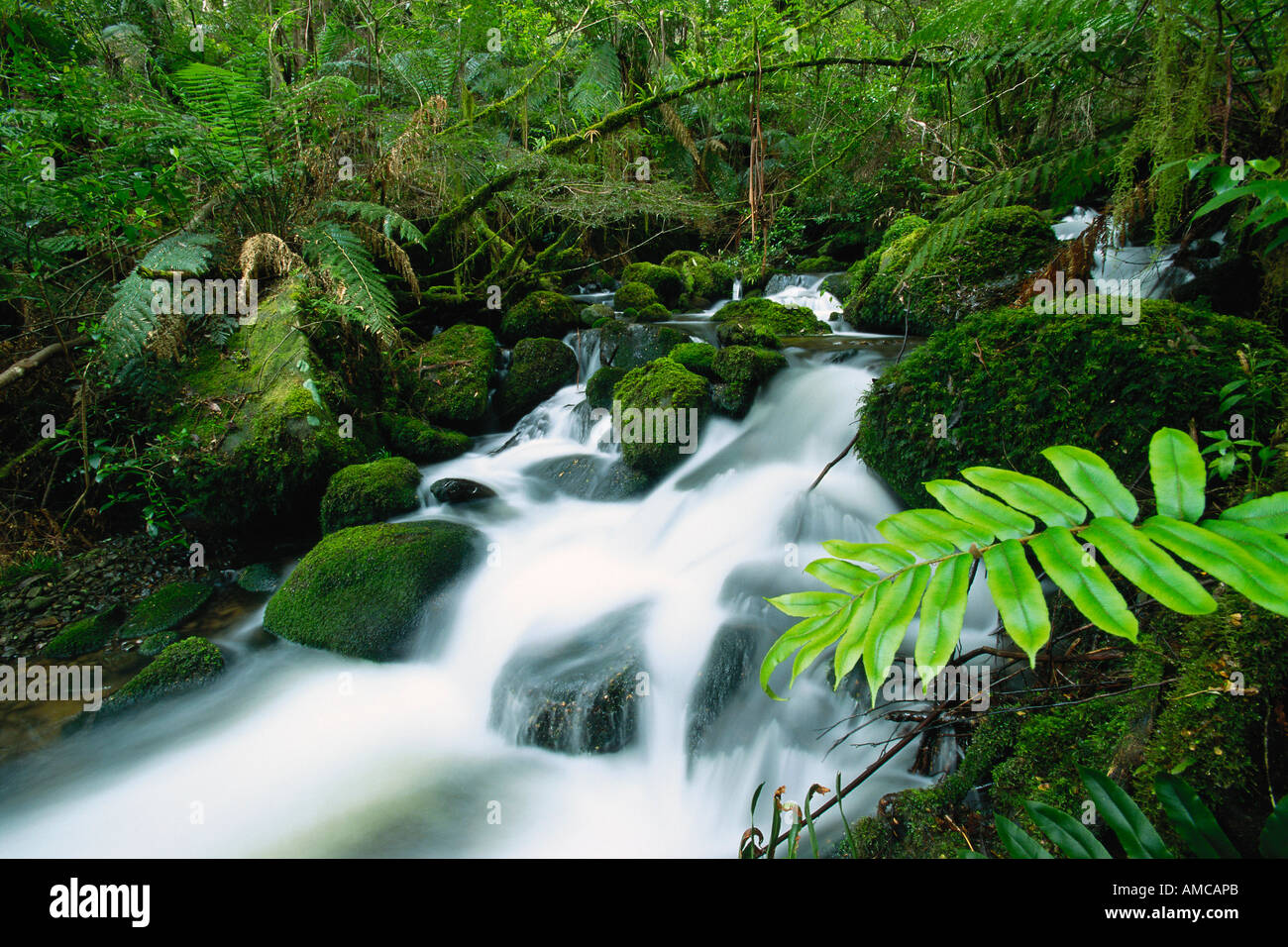 Creek, Yarra Ranges National Park, Victoria, Australia Stock Photo - Alamy