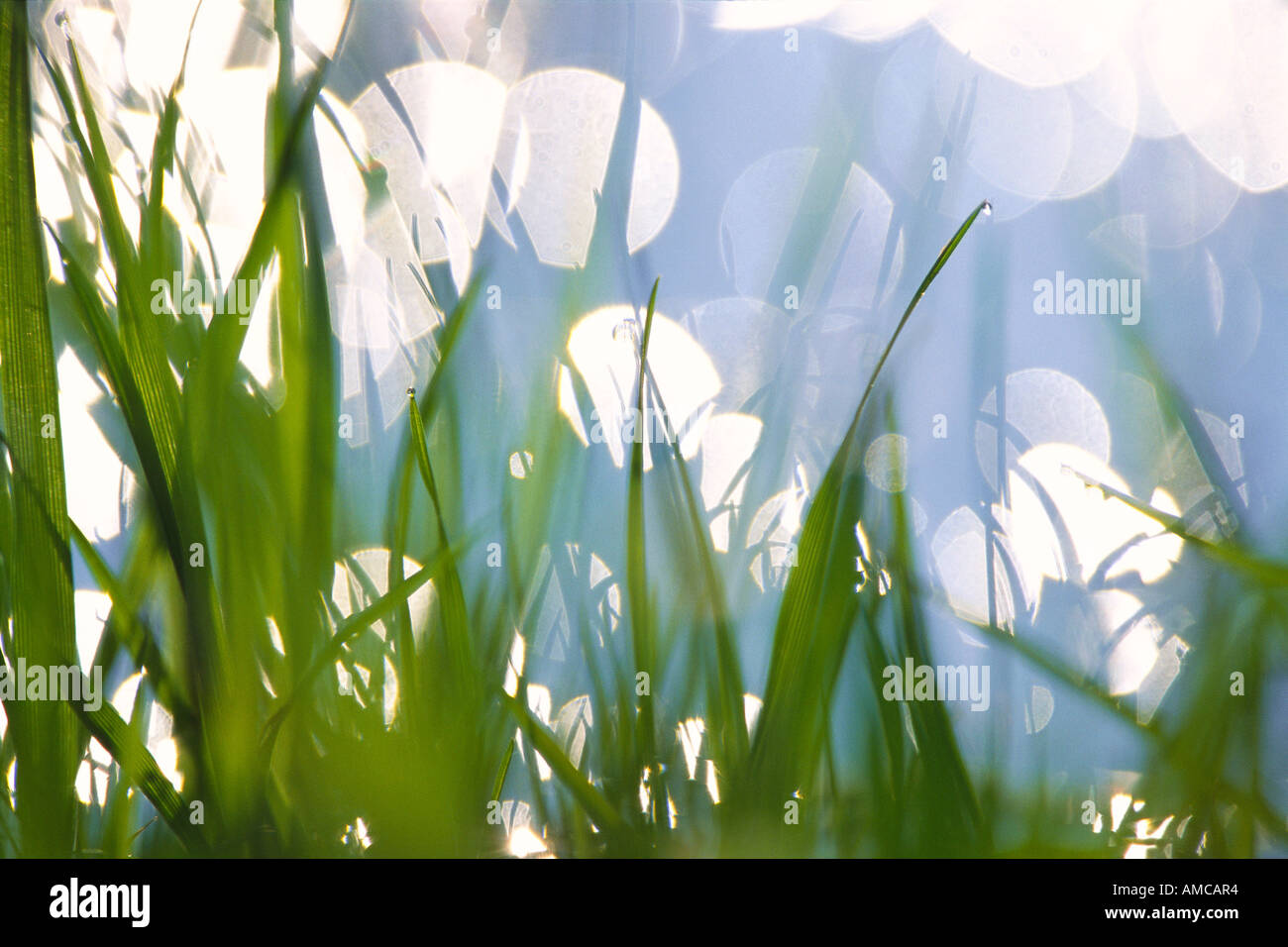 Blade of grass against the light hi-res stock photography and images ...
