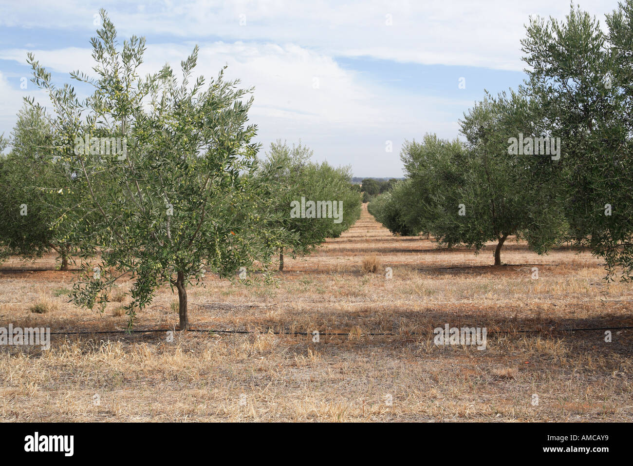 Olea sativa hi-res stock photography and images - Alamy