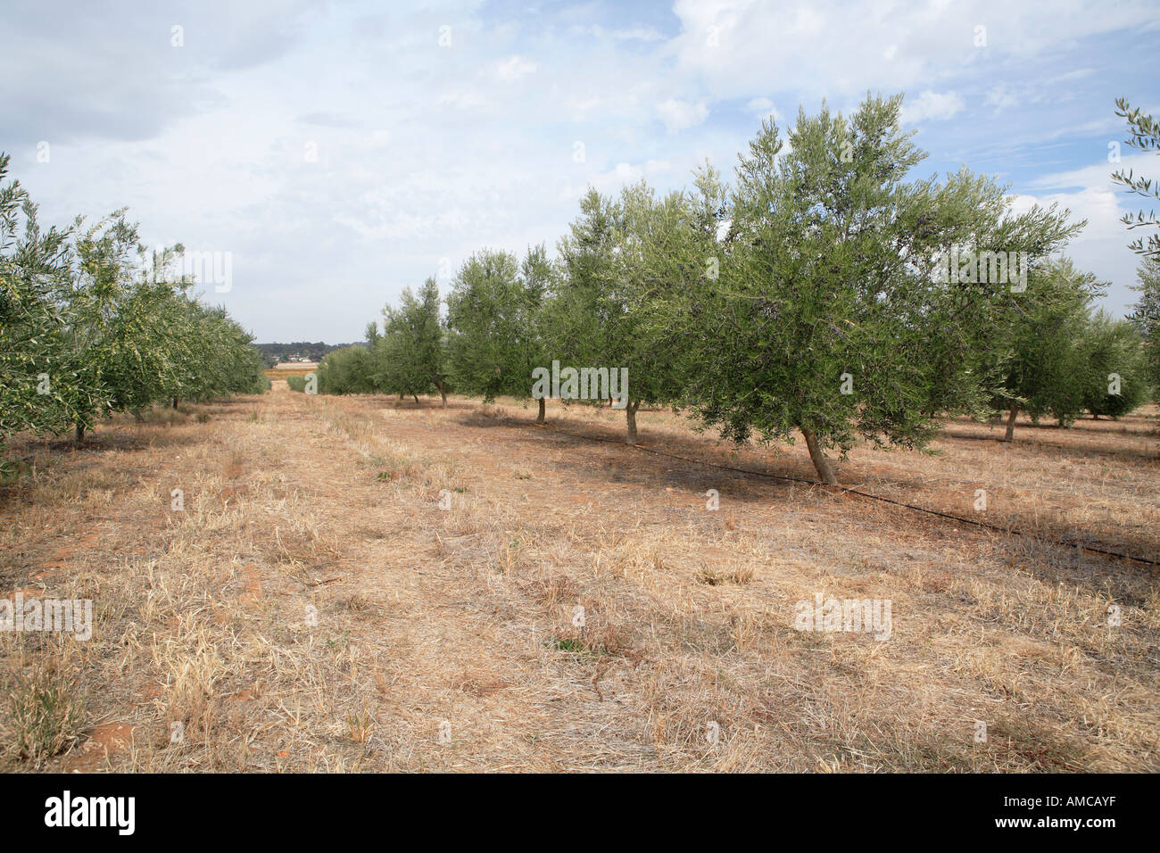 V1381 olive grove farm agriculture agricultural plantation hi-res stock ...