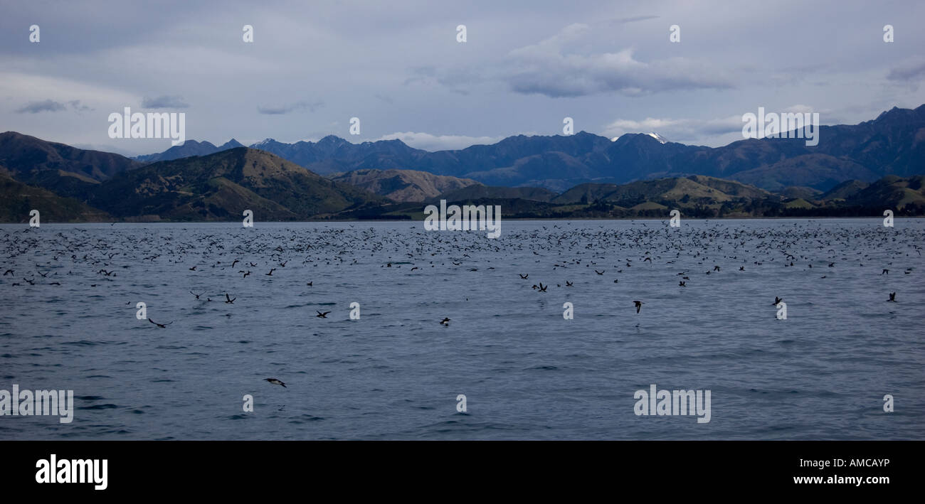 Hutton shearwater hi-res stock photography and images - Alamy