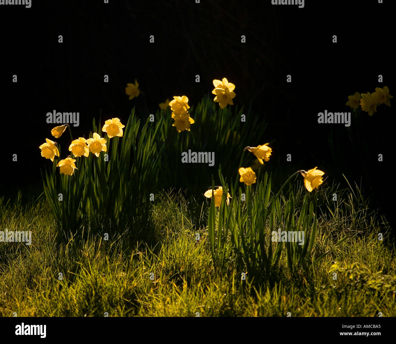 Dafodil dafodils daffodill hi-res stock photography and images - Alamy