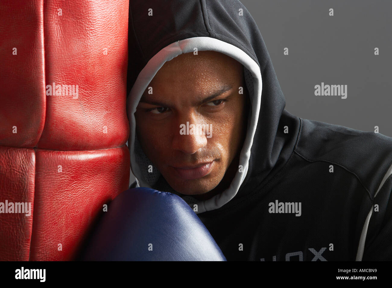 Portrait of Boxer Stock Photo - Alamy