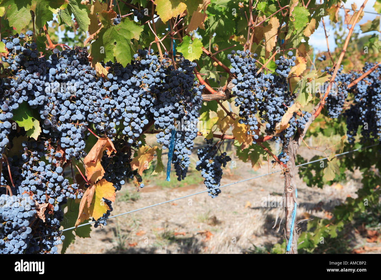 Shiraz grapevines loaded with ripe grapes ready to harvest Rutherglen ...