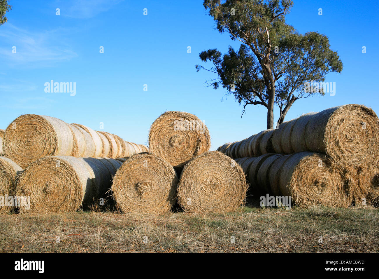 Three converging rows of large hay bales, stacked, gum tree, upper ...