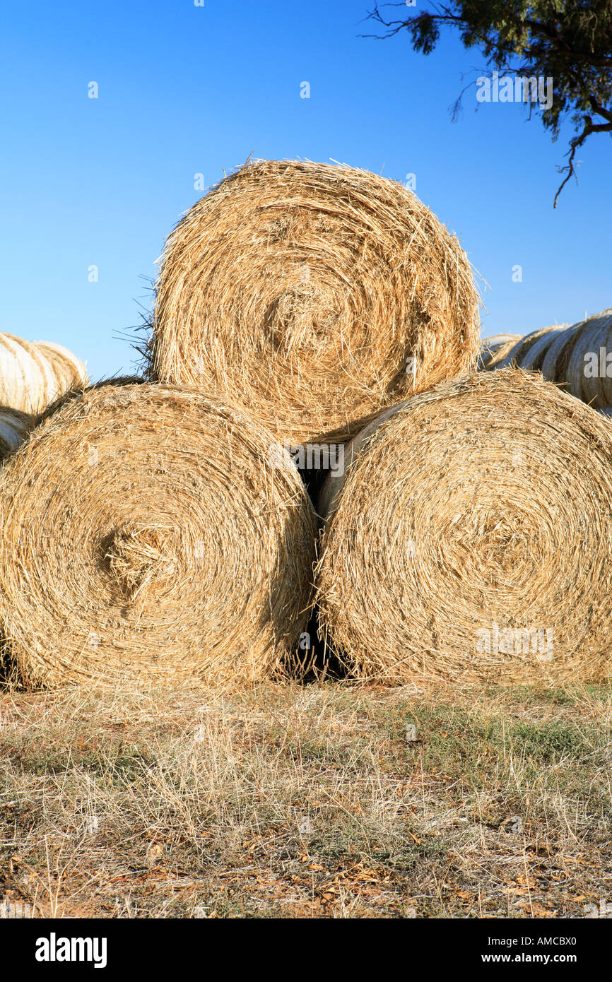 Three large hay bales stacked in a pyramid near a gum tree, upper ...