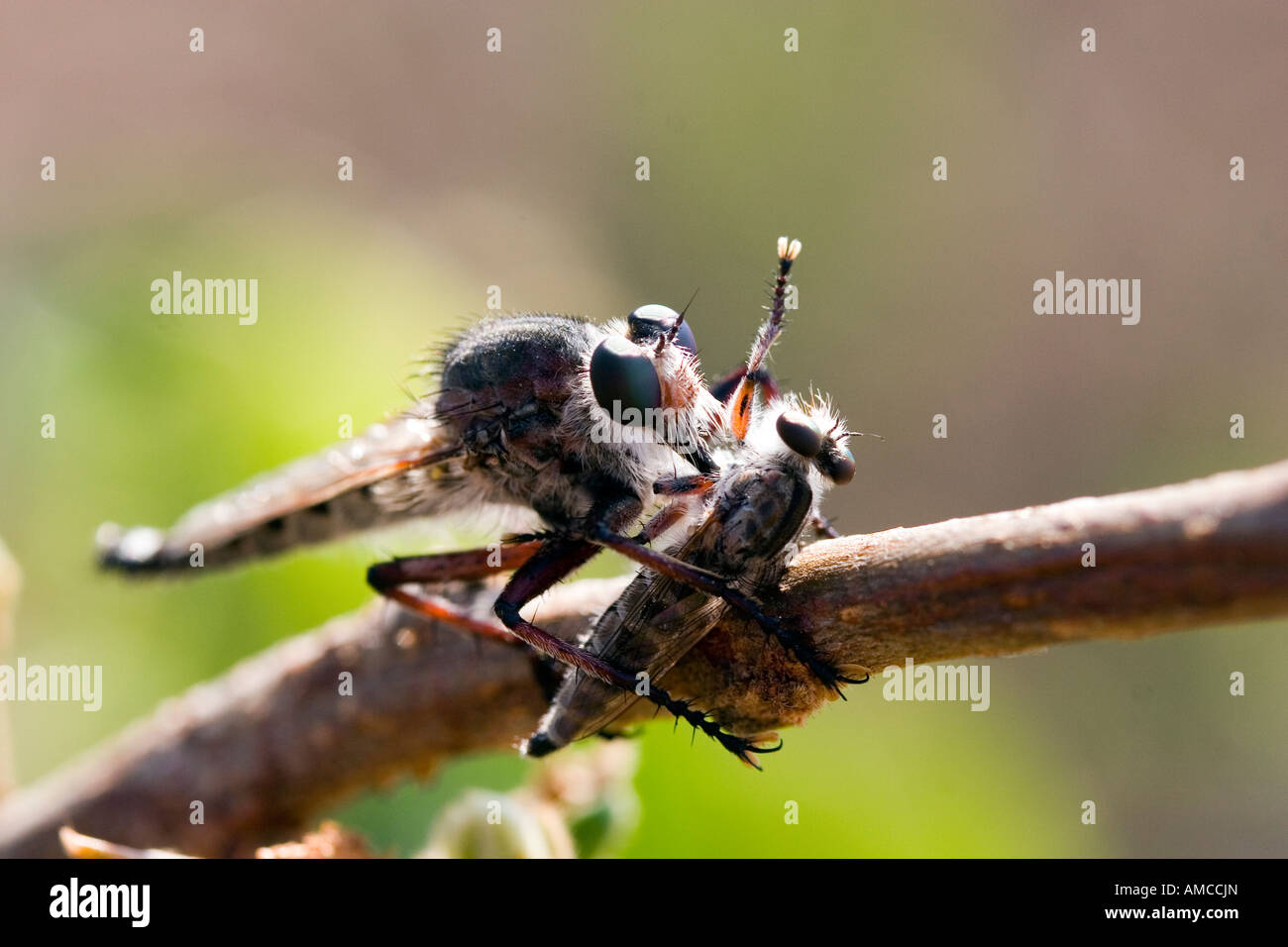 dragonfly killing fly Stock Photo - Alamy