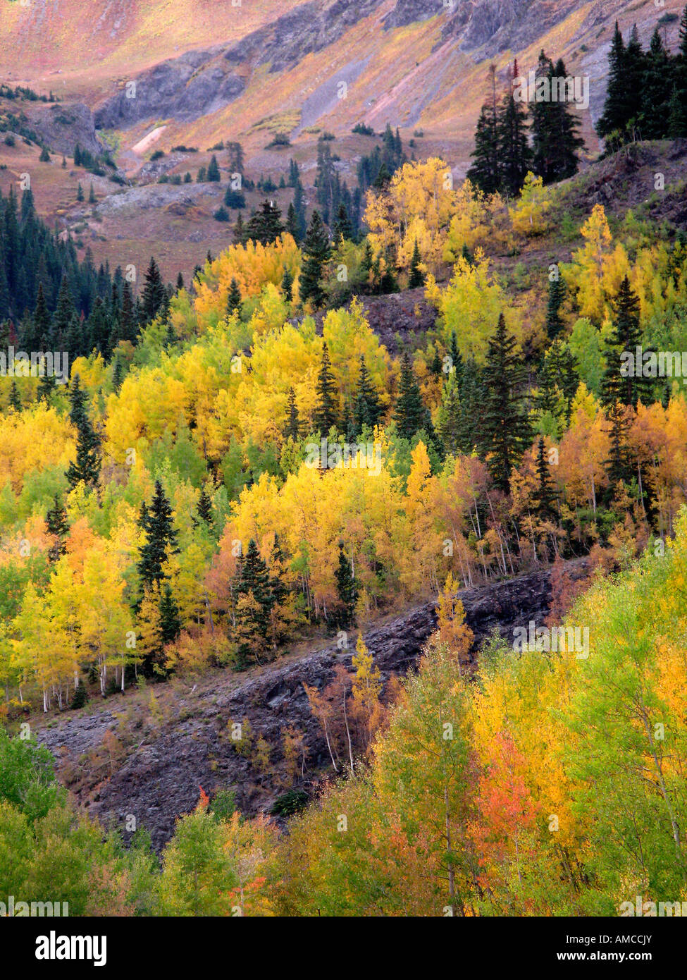 Fall Foliage (Aspens) Colorado, USA Stock Photo - Alamy