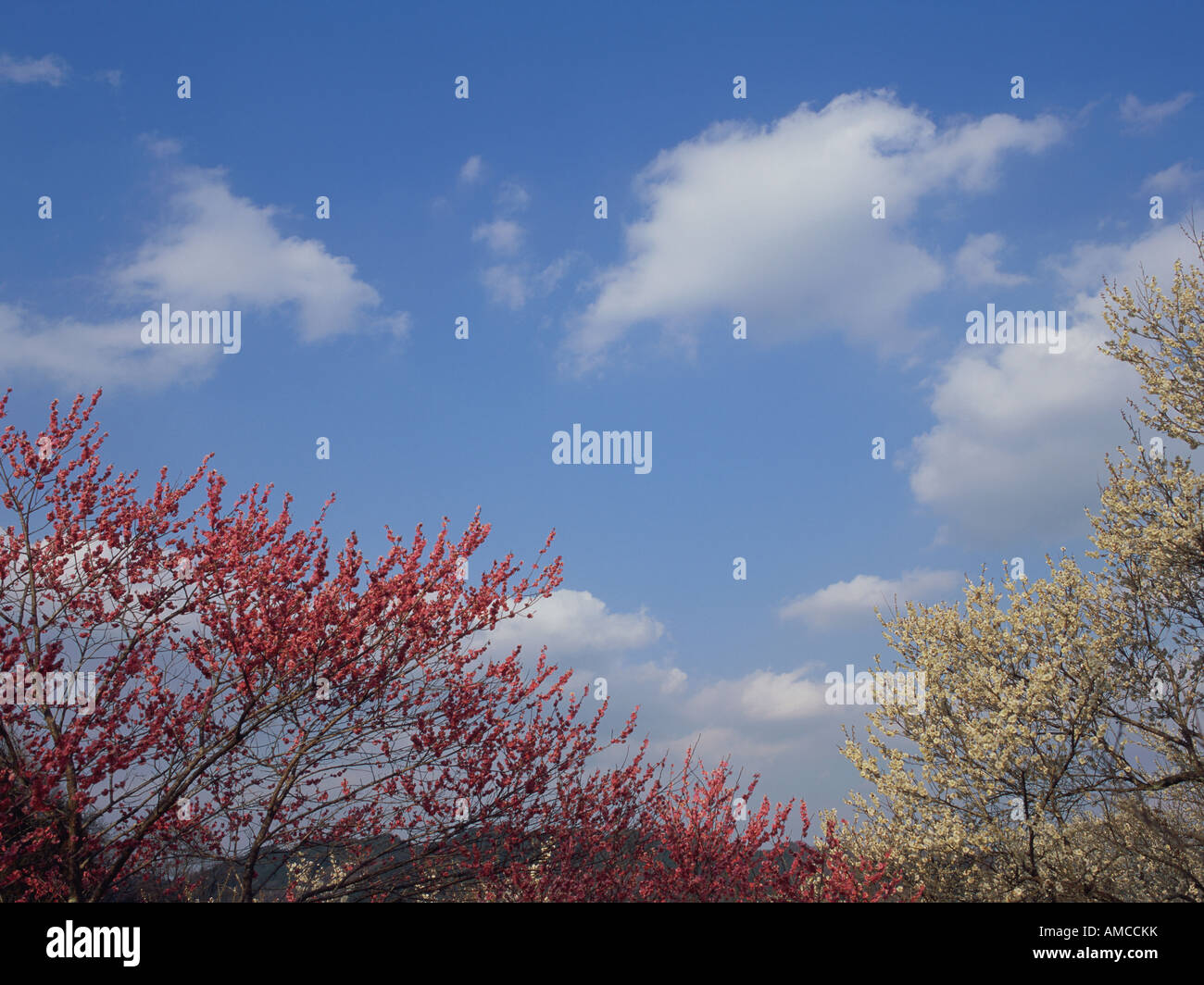 Ome japan hi-res stock photography and images - Alamy