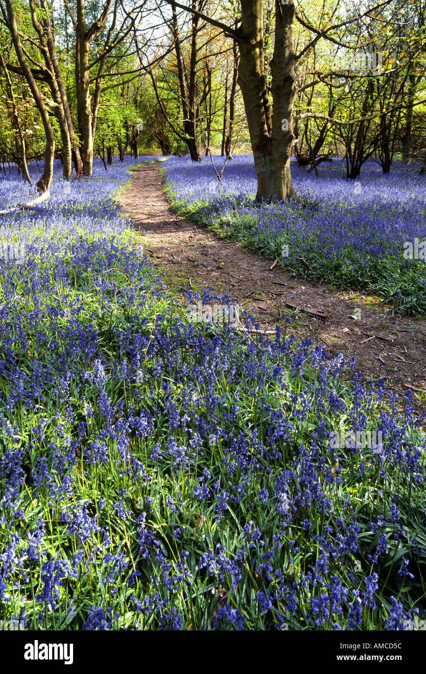 england buckinghamshire the chilterns the ridgeway path passing through ...