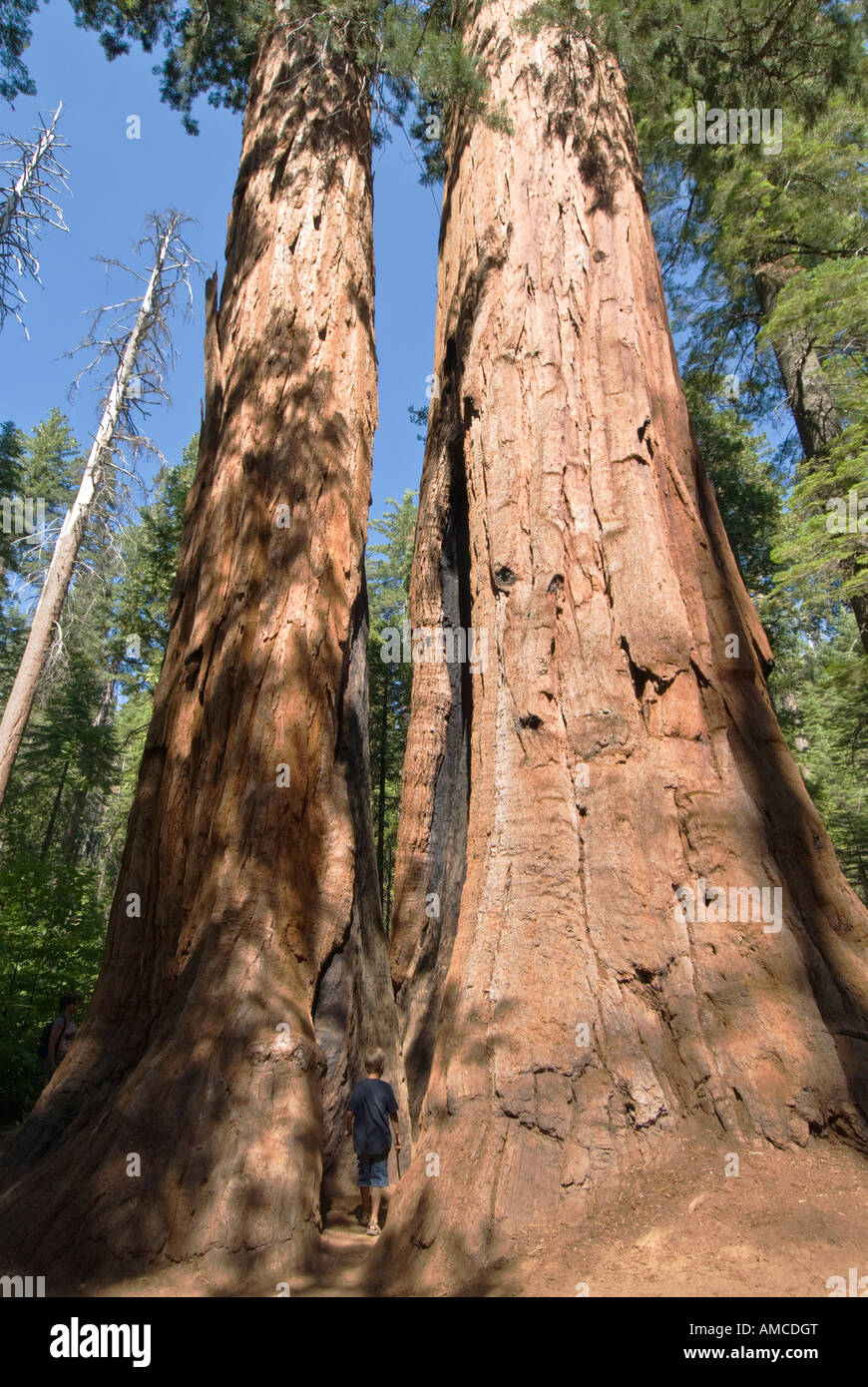 California Gold Country Calaveras County Calaveras Big Trees State Park ...