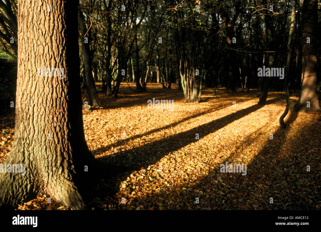 Coldfall wood hi-res stock photography and images - Alamy