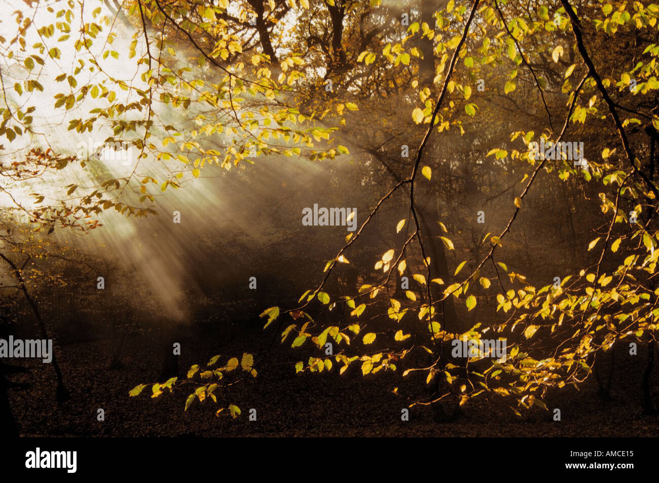 Coldfall wood hi-res stock photography and images - Alamy