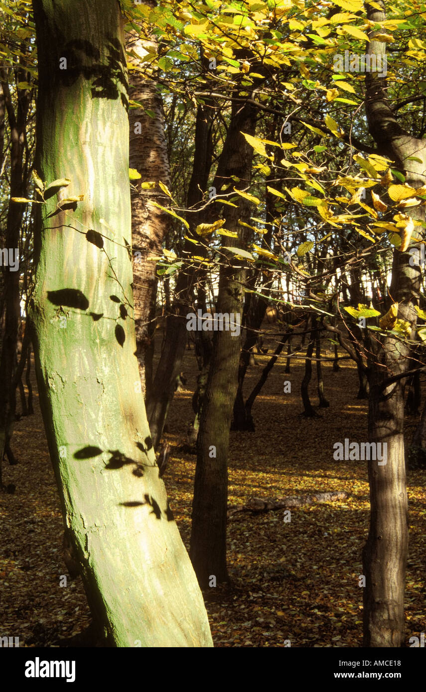 muswell hill coldfall wood Stock Photo - Alamy