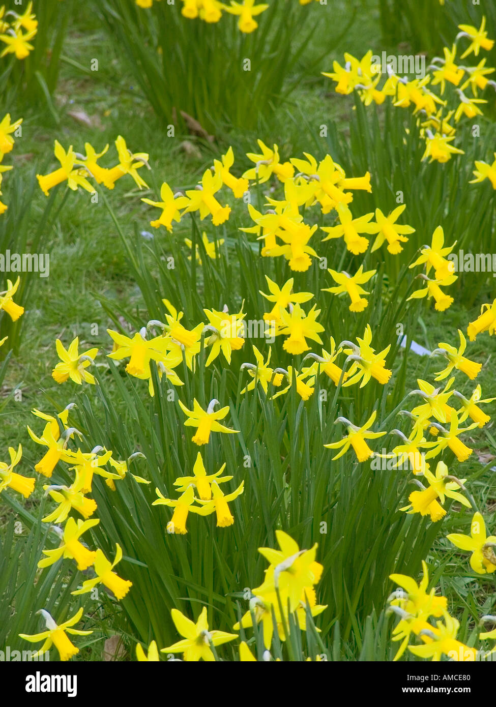 Dafodil dafodils daffodill hi-res stock photography and images - Alamy