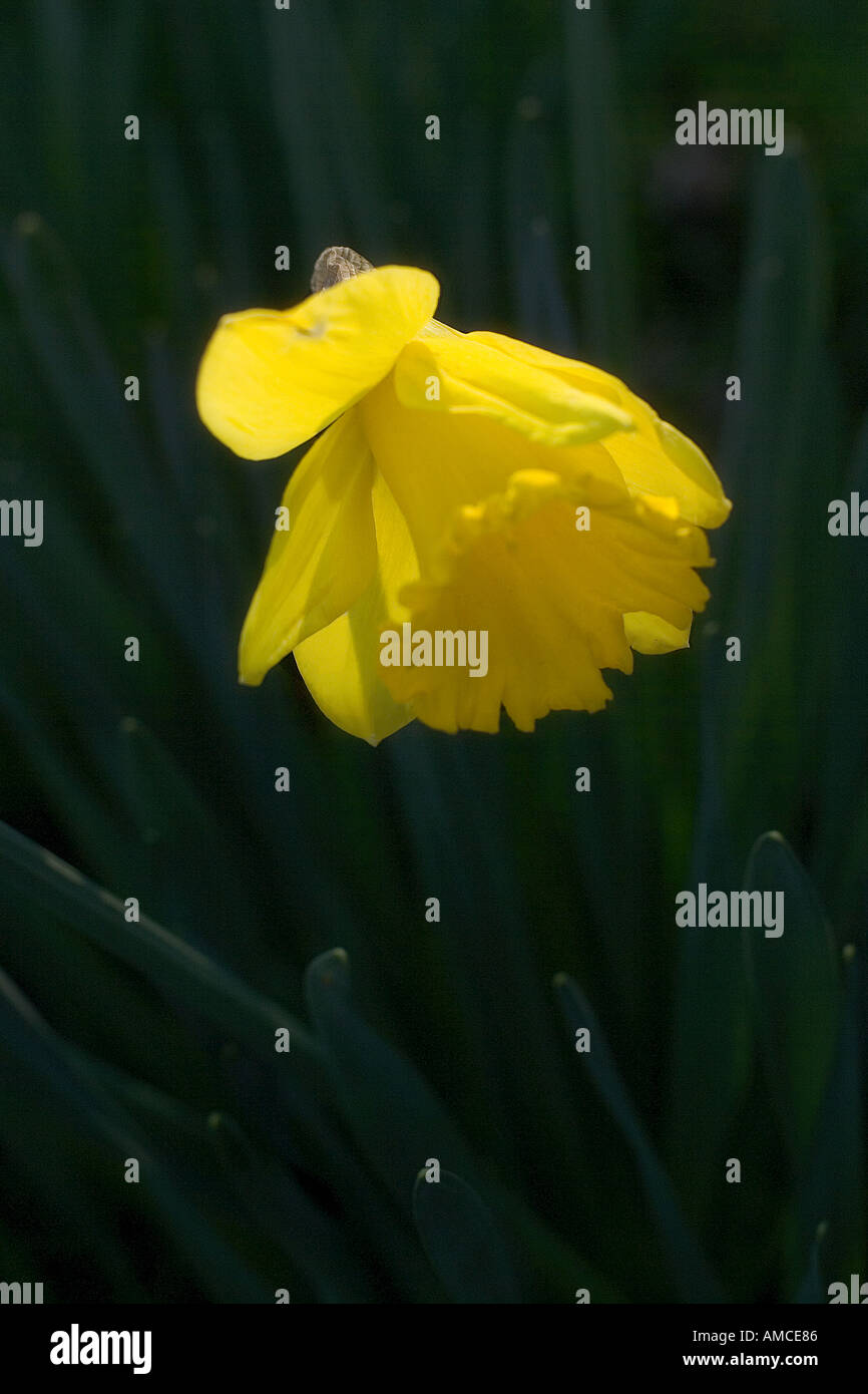 Dafodil Dafodils Daffodill High Resolution Stock Photography and Images ...