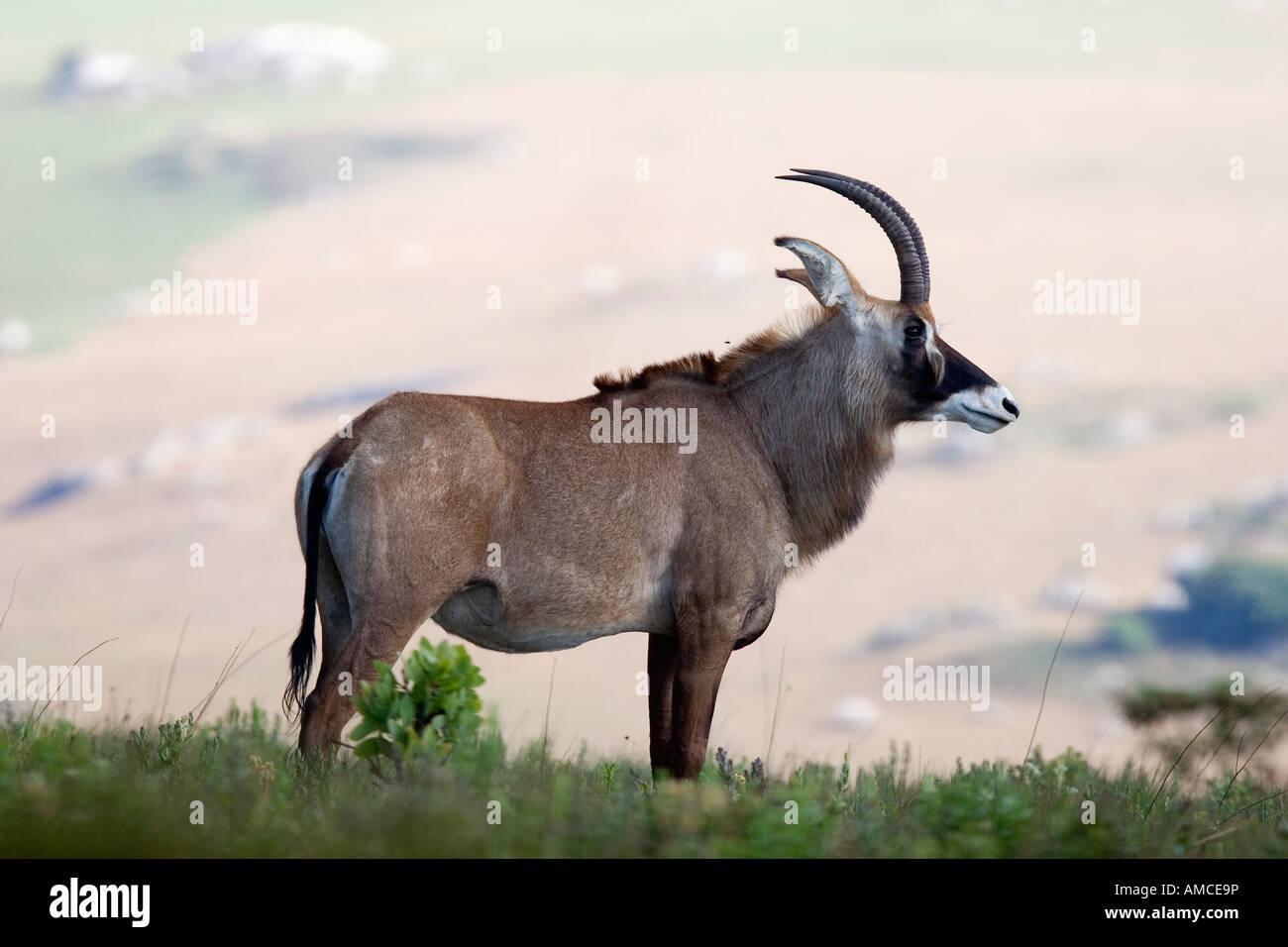 roan antilope on the Nyika plateau NP Stock Photo - Alamy