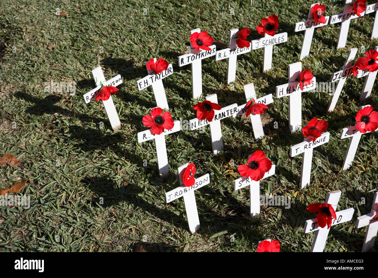 Anzac day red poppies on white crosses commemorating Australian ...
