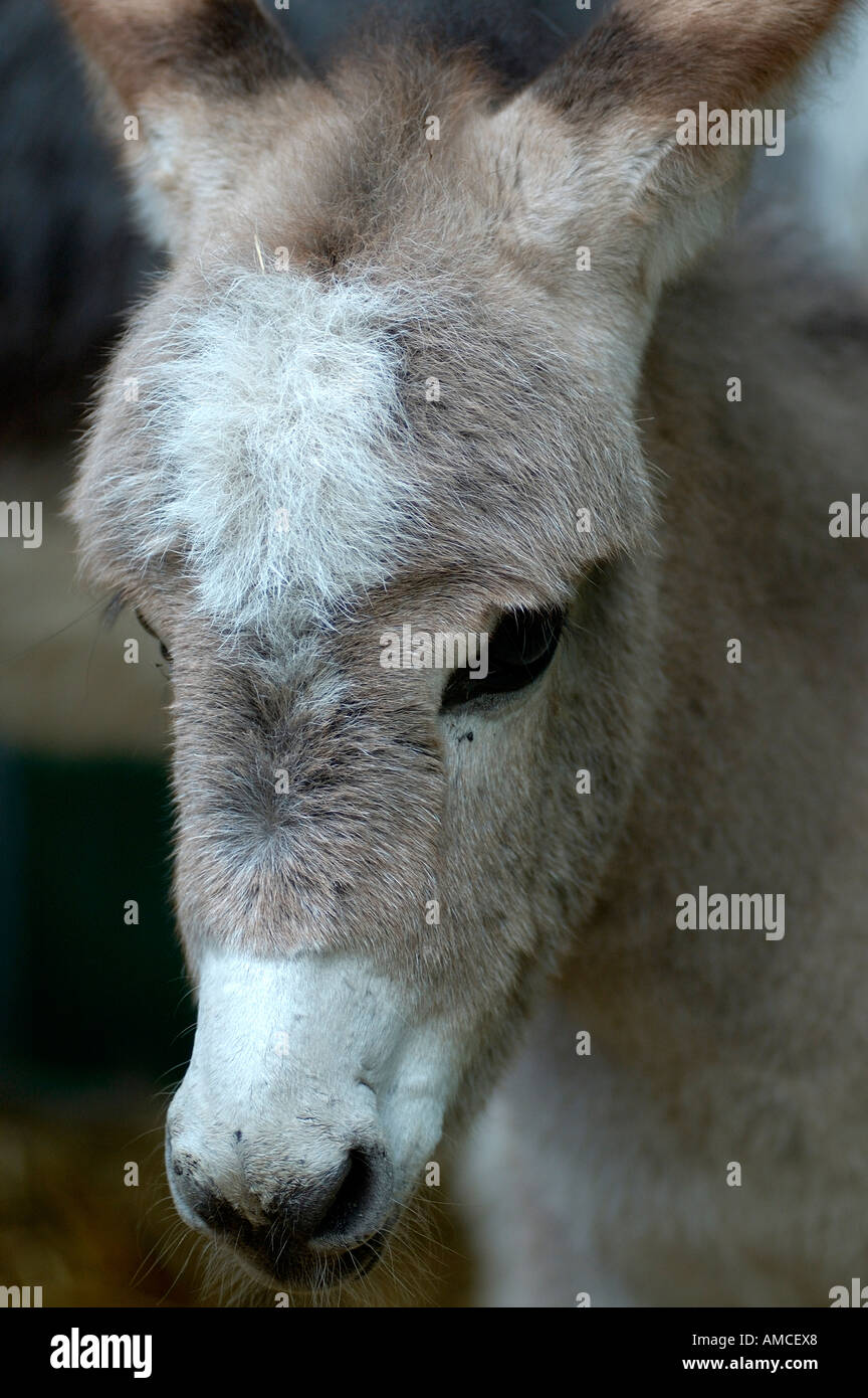 Portrait of a little donkey Stock Photo - Alamy