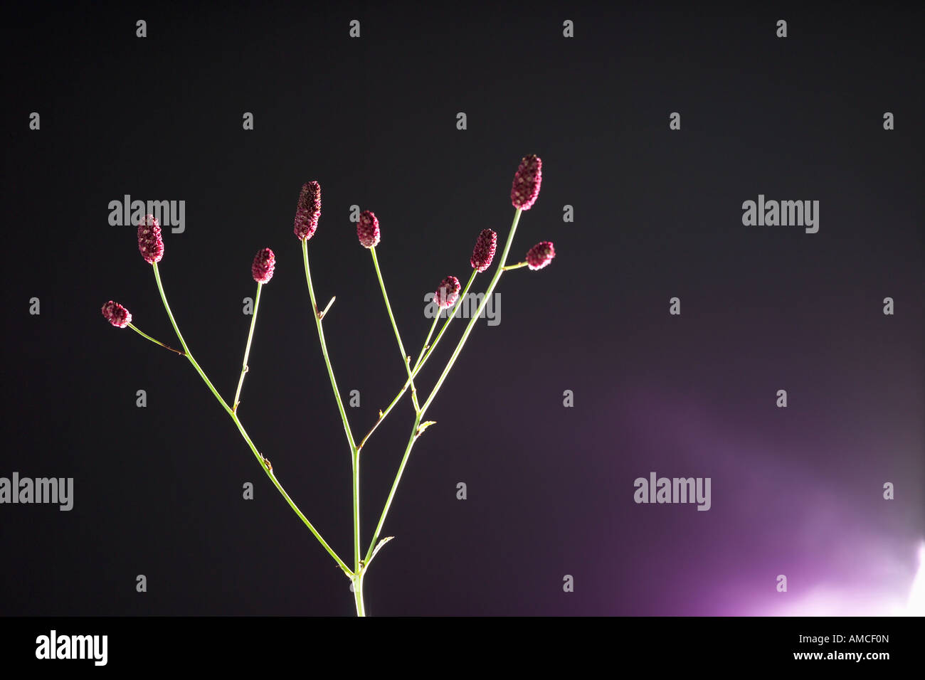 Japanese burnet hi-res stock photography and images - Alamy