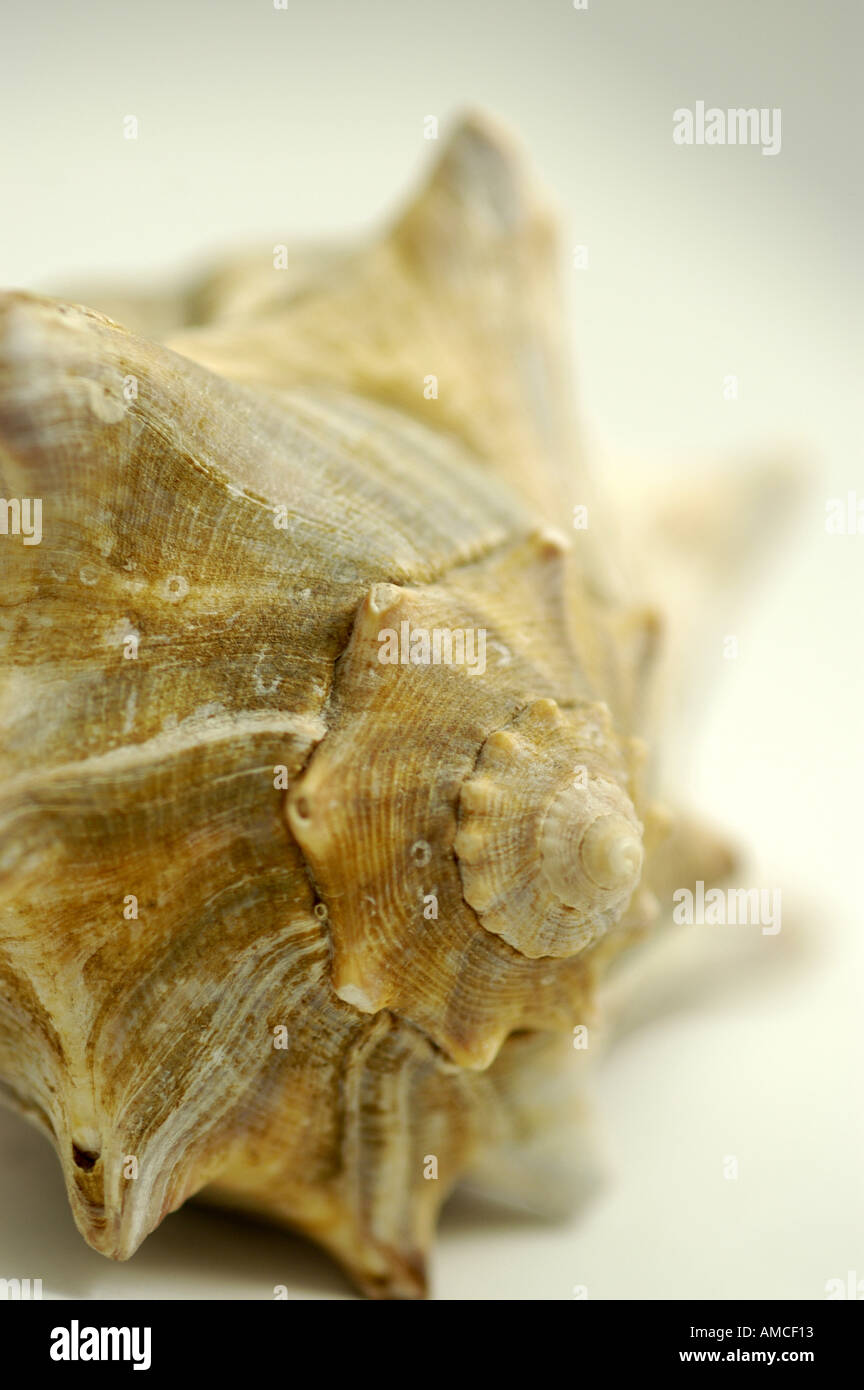 Conch shell end vertical Stock Photo - Alamy