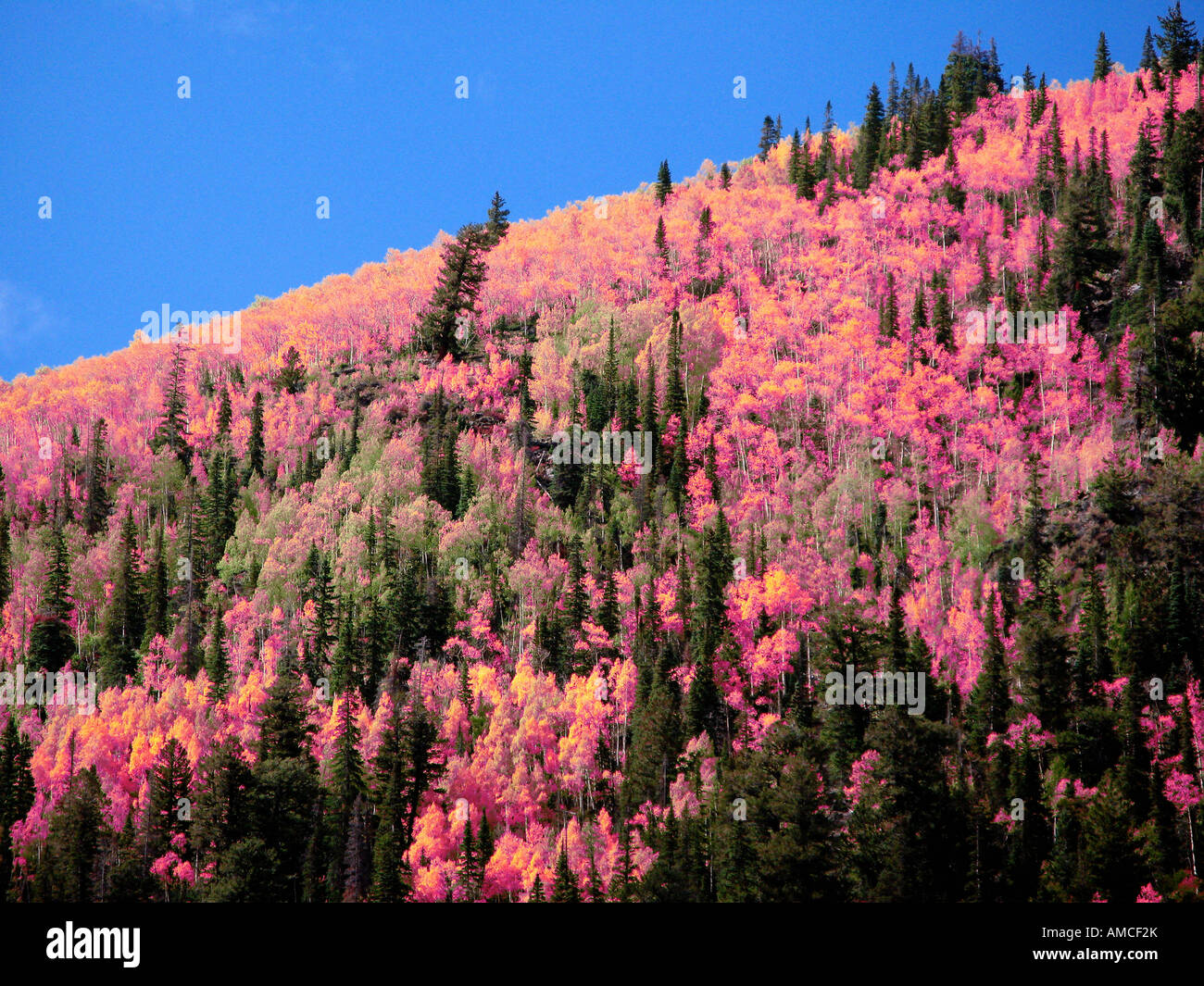 Fall Foliage, Colorado (False color Stock Photo - Alamy