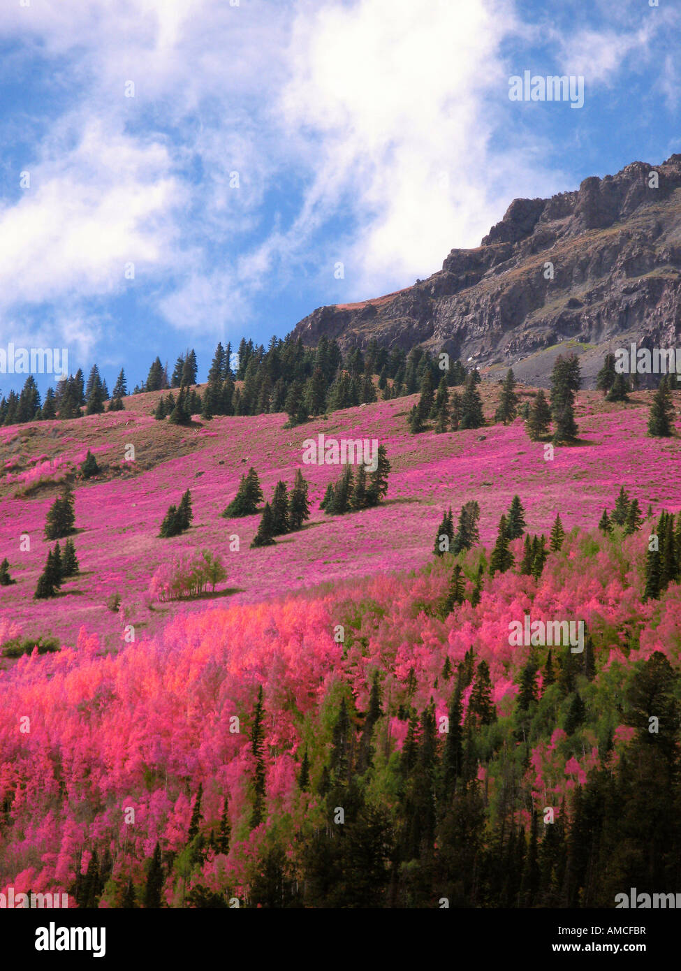 Fall Foliage, Colorado (False color Stock Photo - Alamy