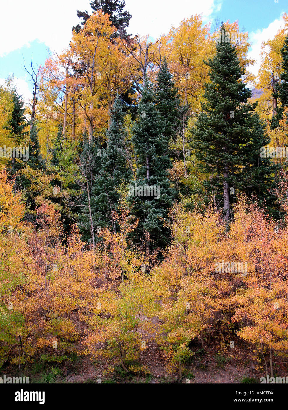 Fall Foliage, Colorado Stock Photo - Alamy