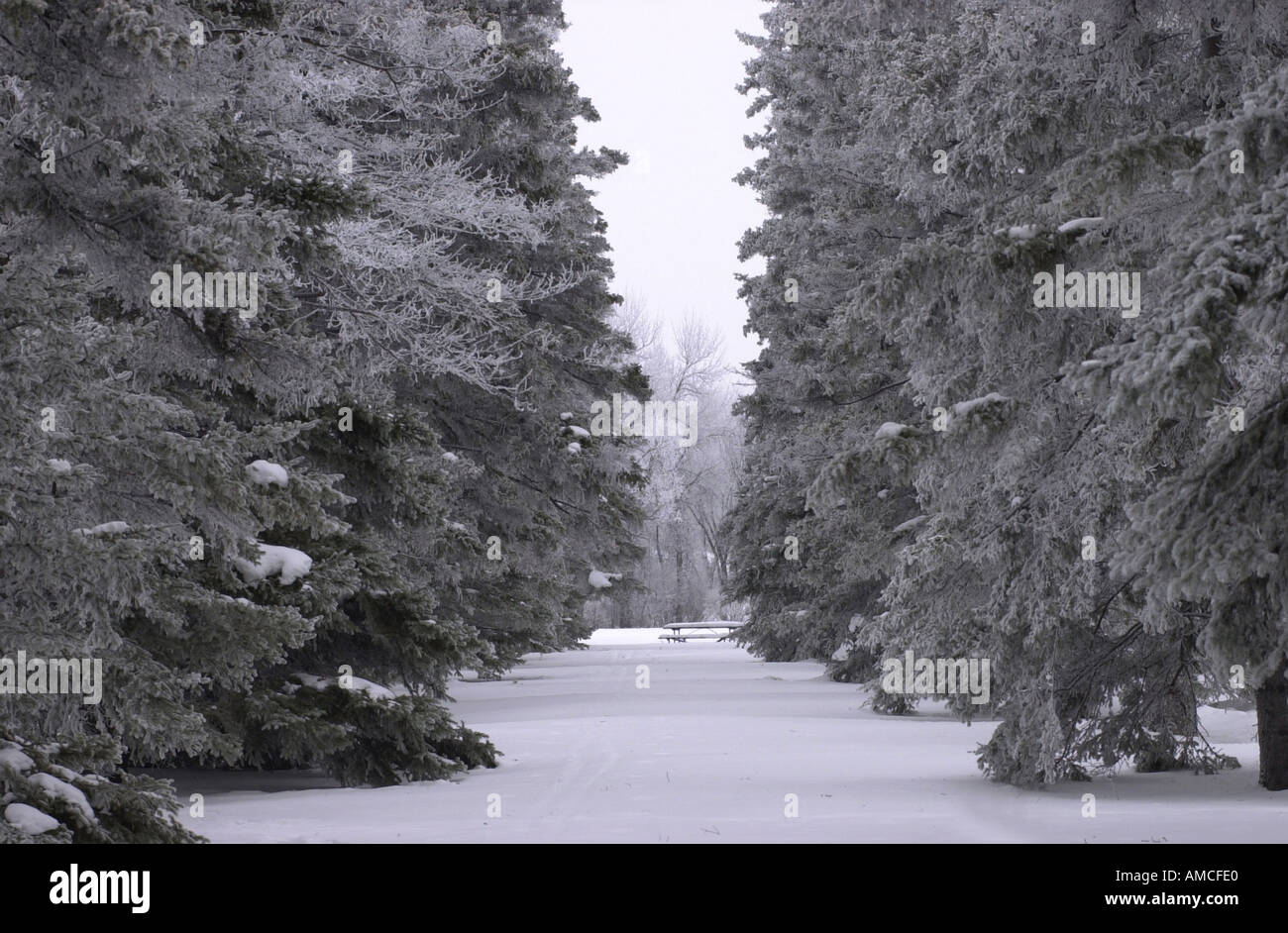 Winnipeg Winter Scenes Stock Photo - Alamy