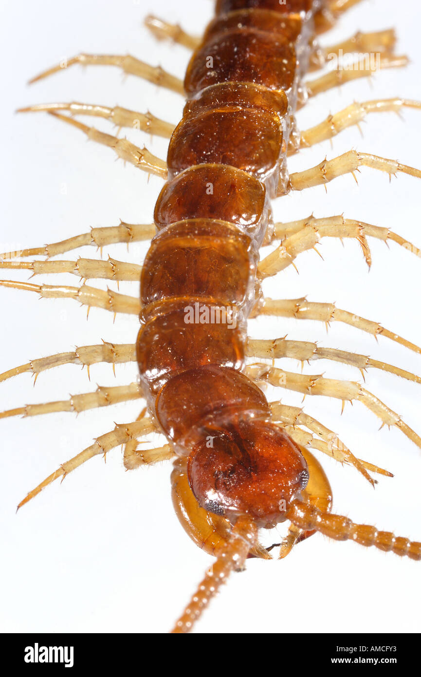 Lithobiomorpha hi-res stock photography and images - Alamy