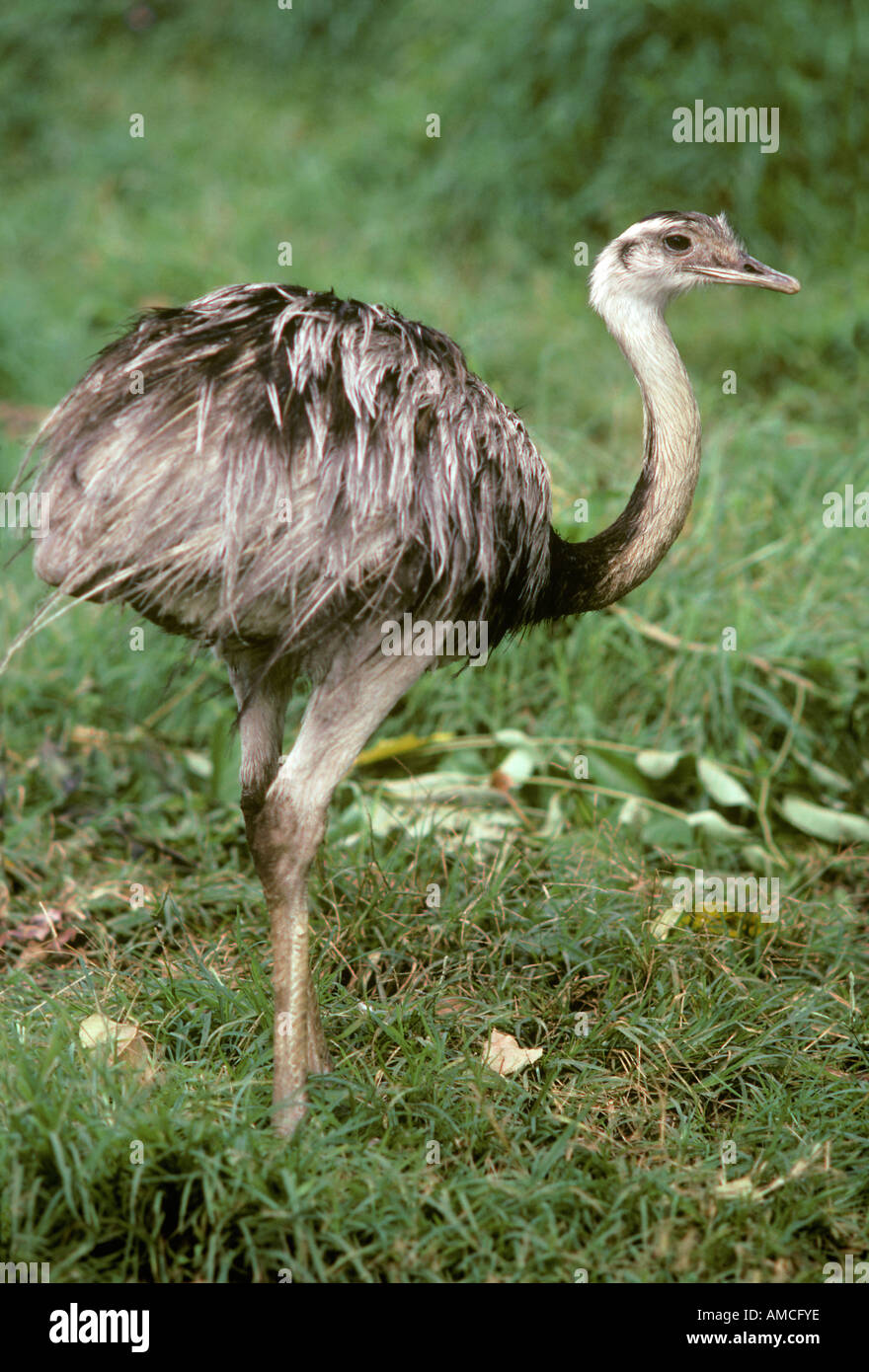 Common Rhea Rhea americana South America Stock Photo - Alamy