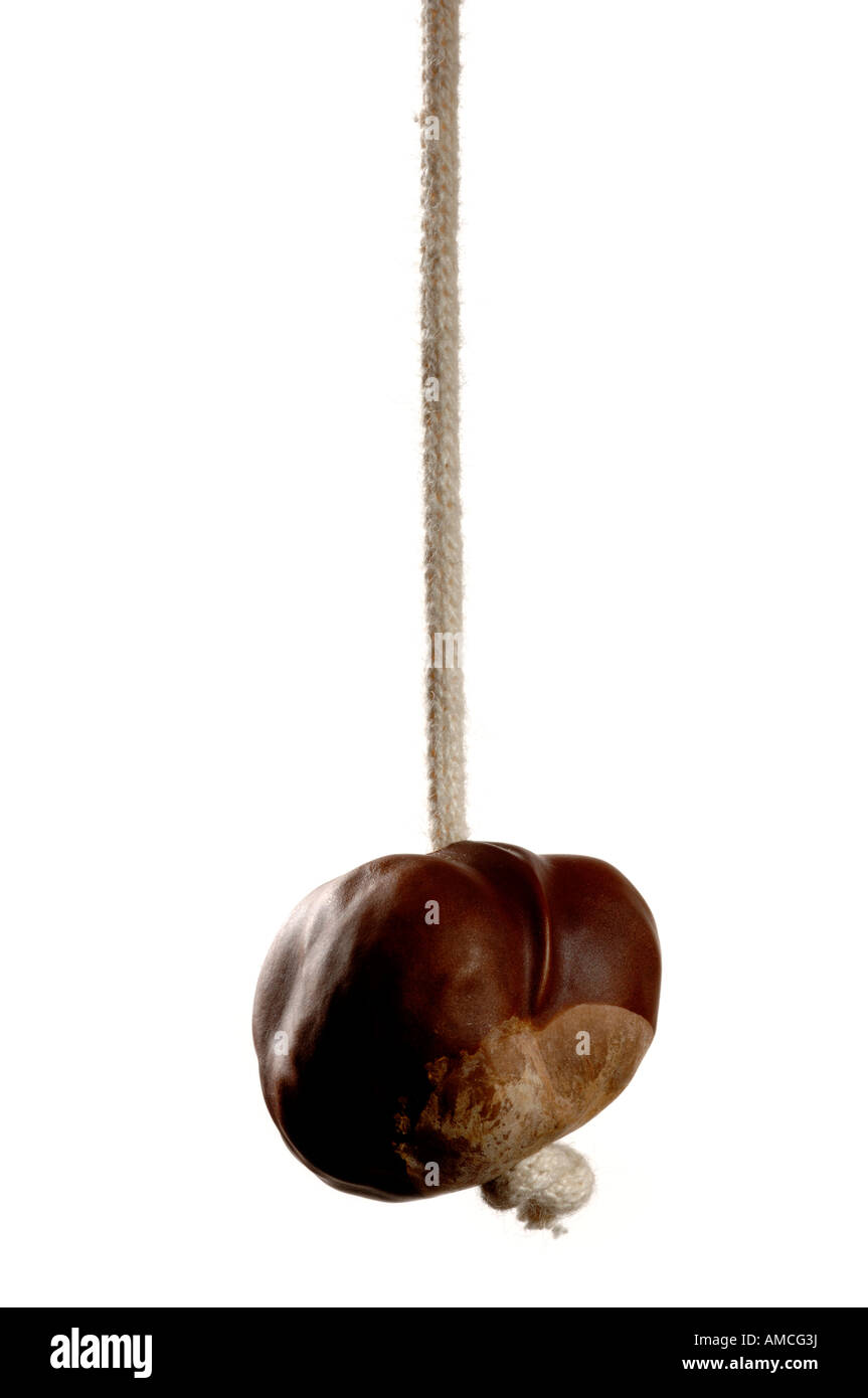 Conker on a string Stock Photo - Alamy