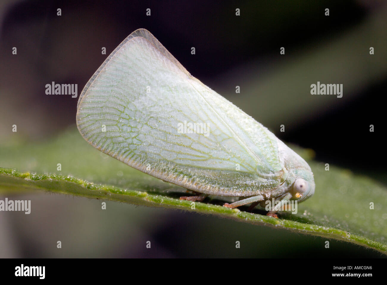 Planthopper hi-res stock photography and images - Alamy