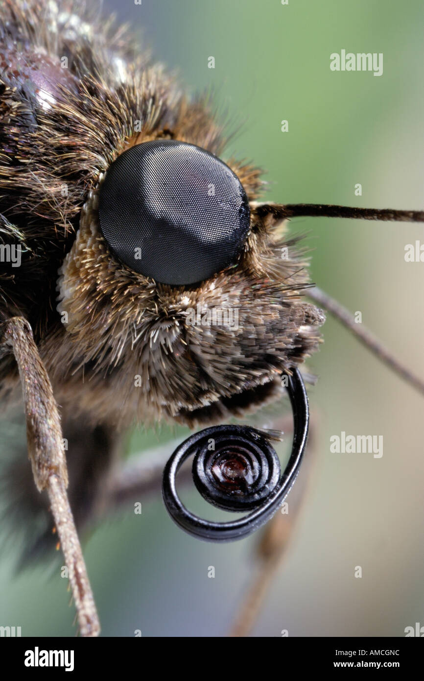 Moths Head showing Compound Eye and Coiled Tongue Stock Photo - Alamy