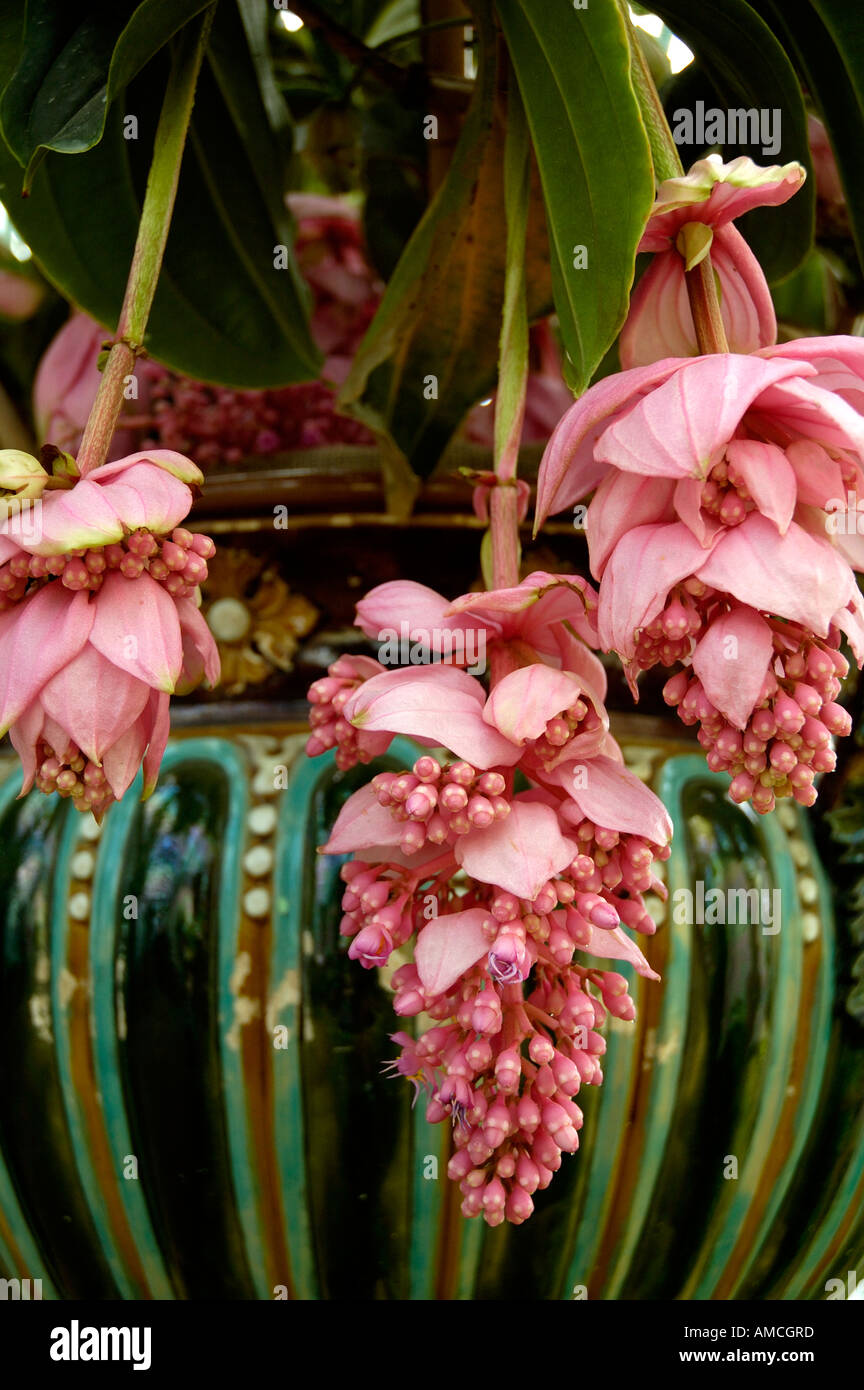 Medinilla magnifica hi-res stock photography and images - Alamy