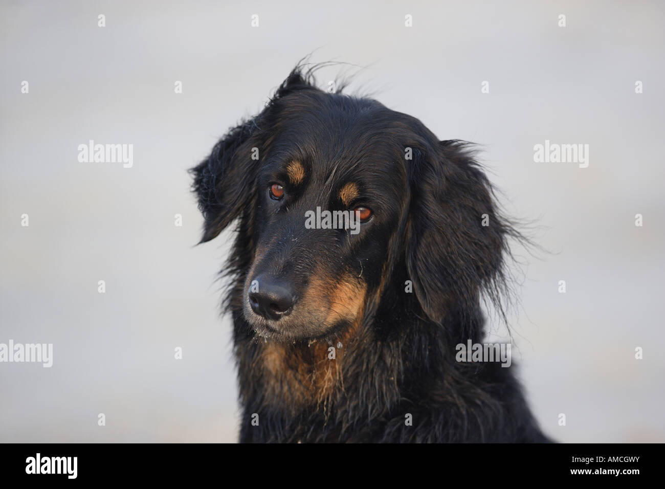 Hovawart dog - portrait Stock Photo - Alamy