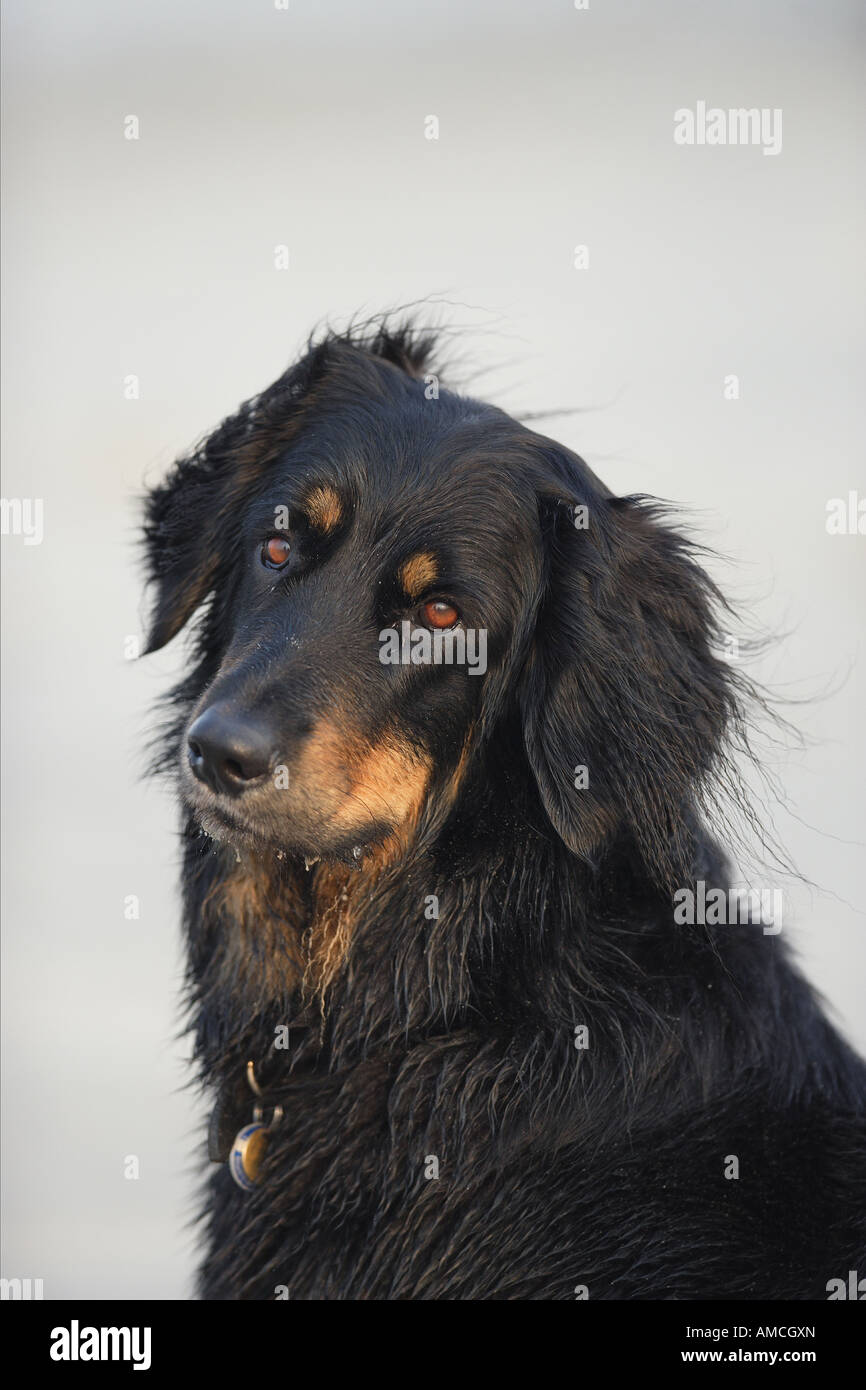 Hovawart dog - portrait Stock Photo - Alamy