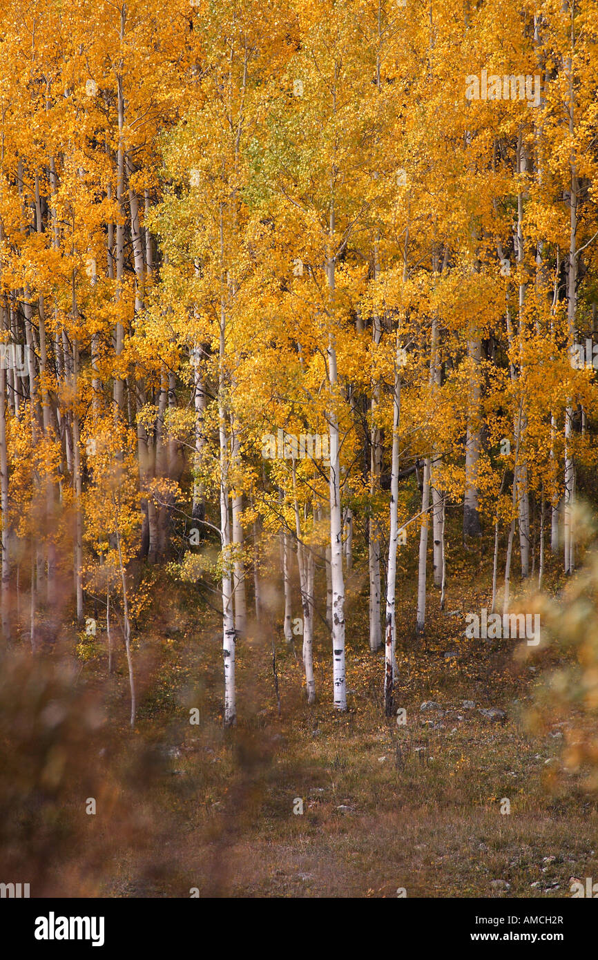 Fall Foliage, Colorado Stock Photo - Alamy