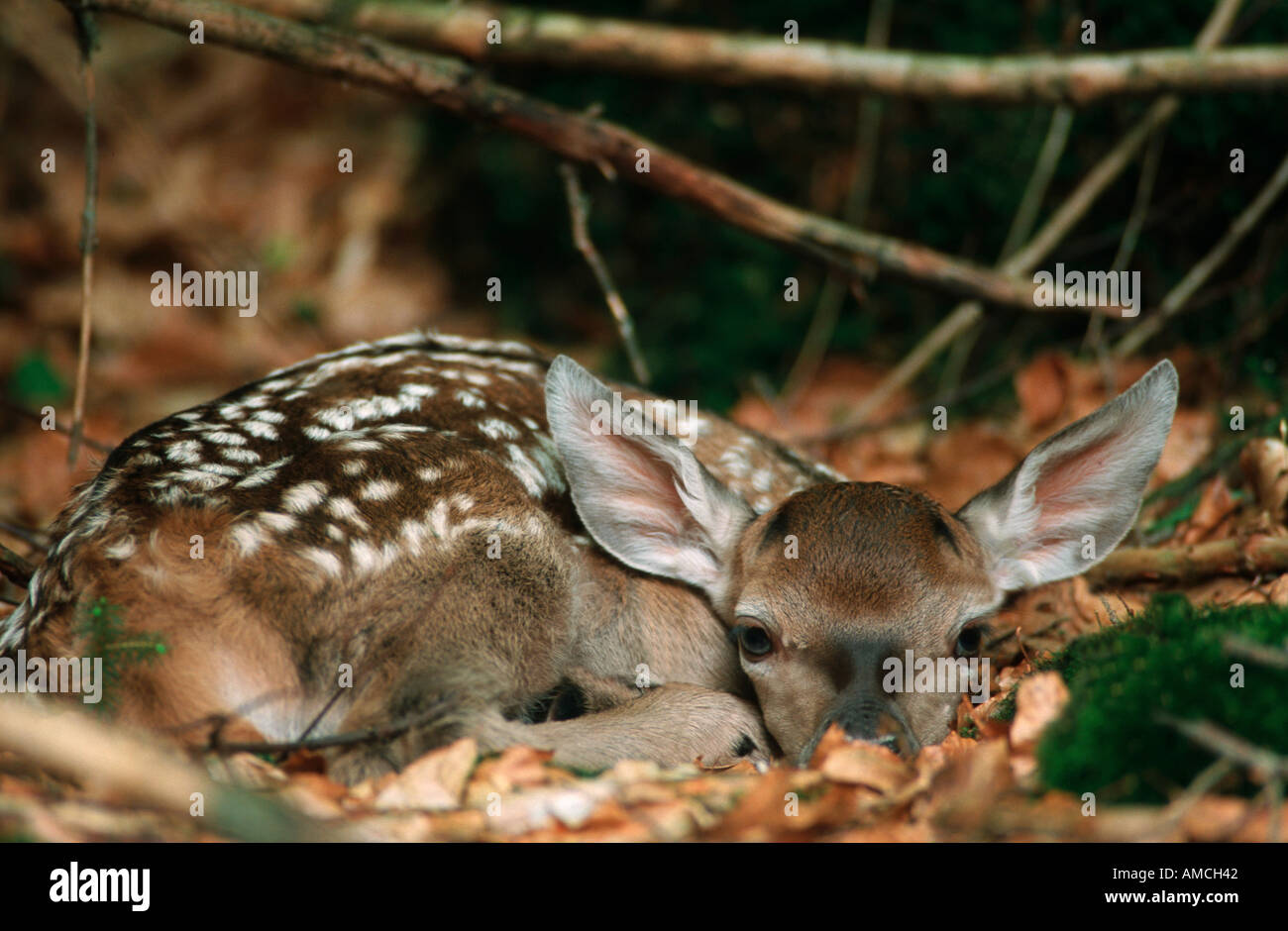 Sleeping fawn hi-res stock photography and images - Alamy