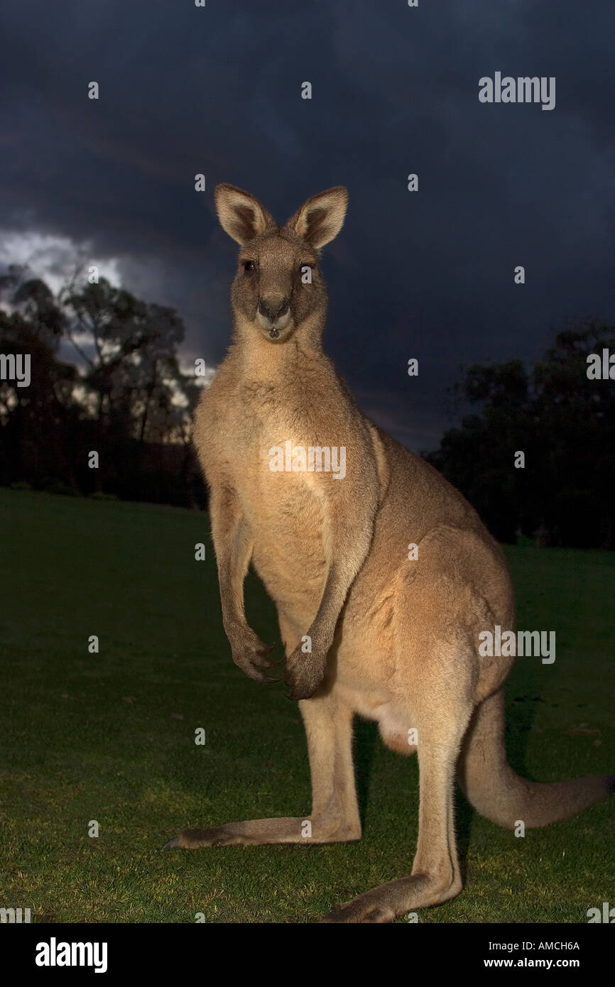 eastern grey kangaroo - night / Macropus giganteus Stock Photo - Alamy