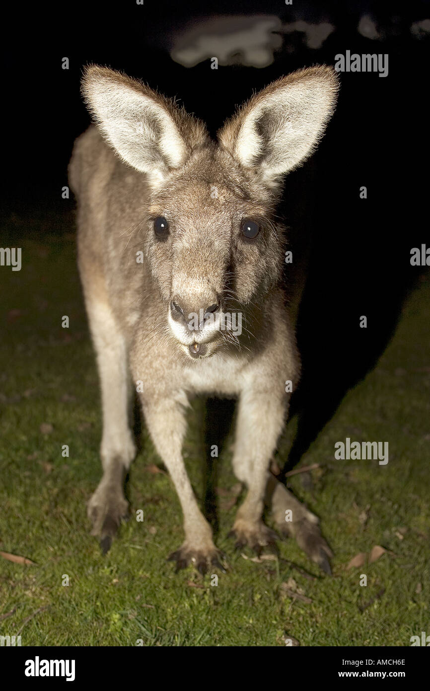 eastern grey kangaroo - night / Macropus giganteus Stock Photo - Alamy