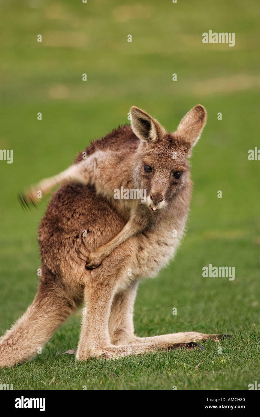 eastern grey kangaroo / Macropus giganteus Stock Photo - Alamy