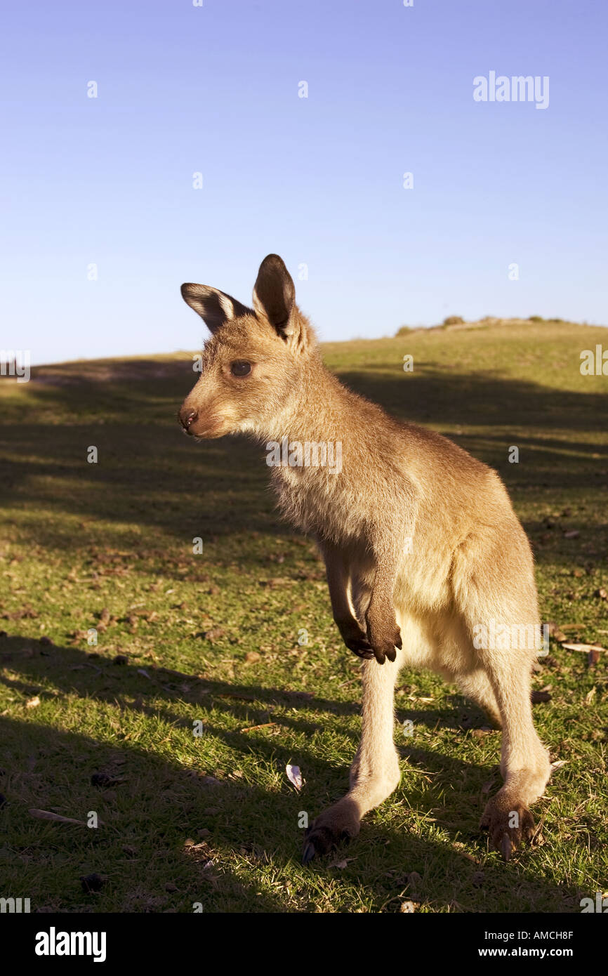 eastern grey kangaroo - standing / Macropus giganteus Stock Photo - Alamy