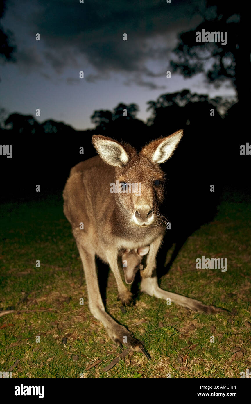 Eastern Grey Kangaroo / Macropus giganteus Stock Photo - Alamy