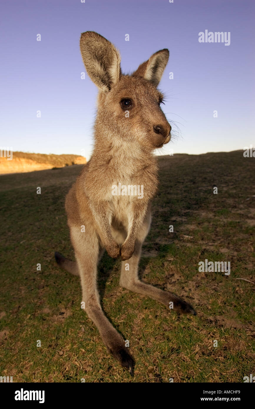 Eastern Grey Kangaroo / Macropus giganteus Stock Photo - Alamy