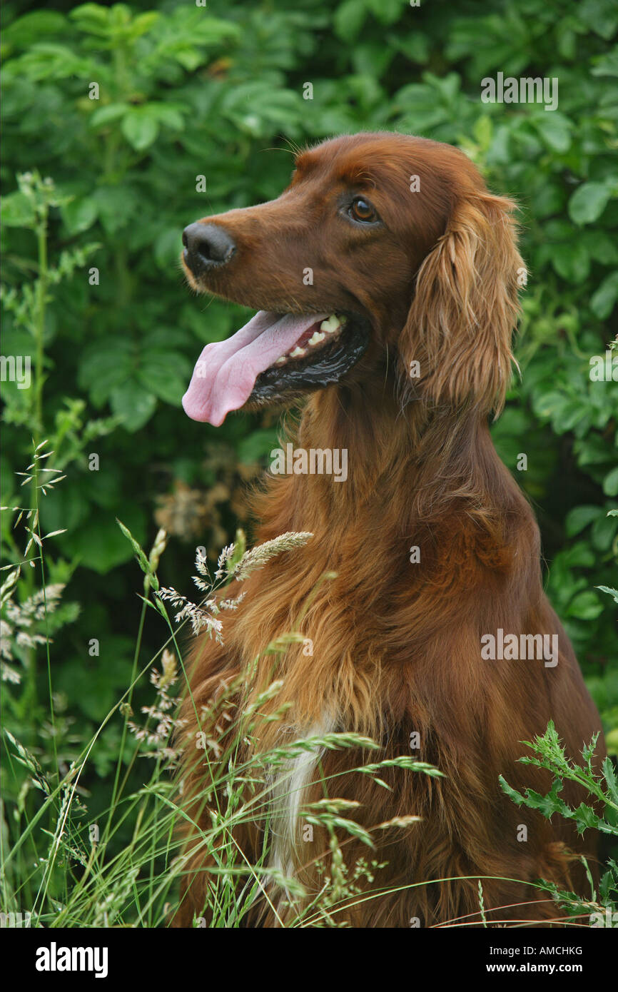 Irish Setter dog - portrait Stock Photo - Alamy
