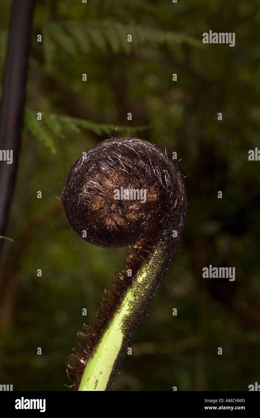 Karori sanctuary new zealand hi-res stock photography and images - Alamy