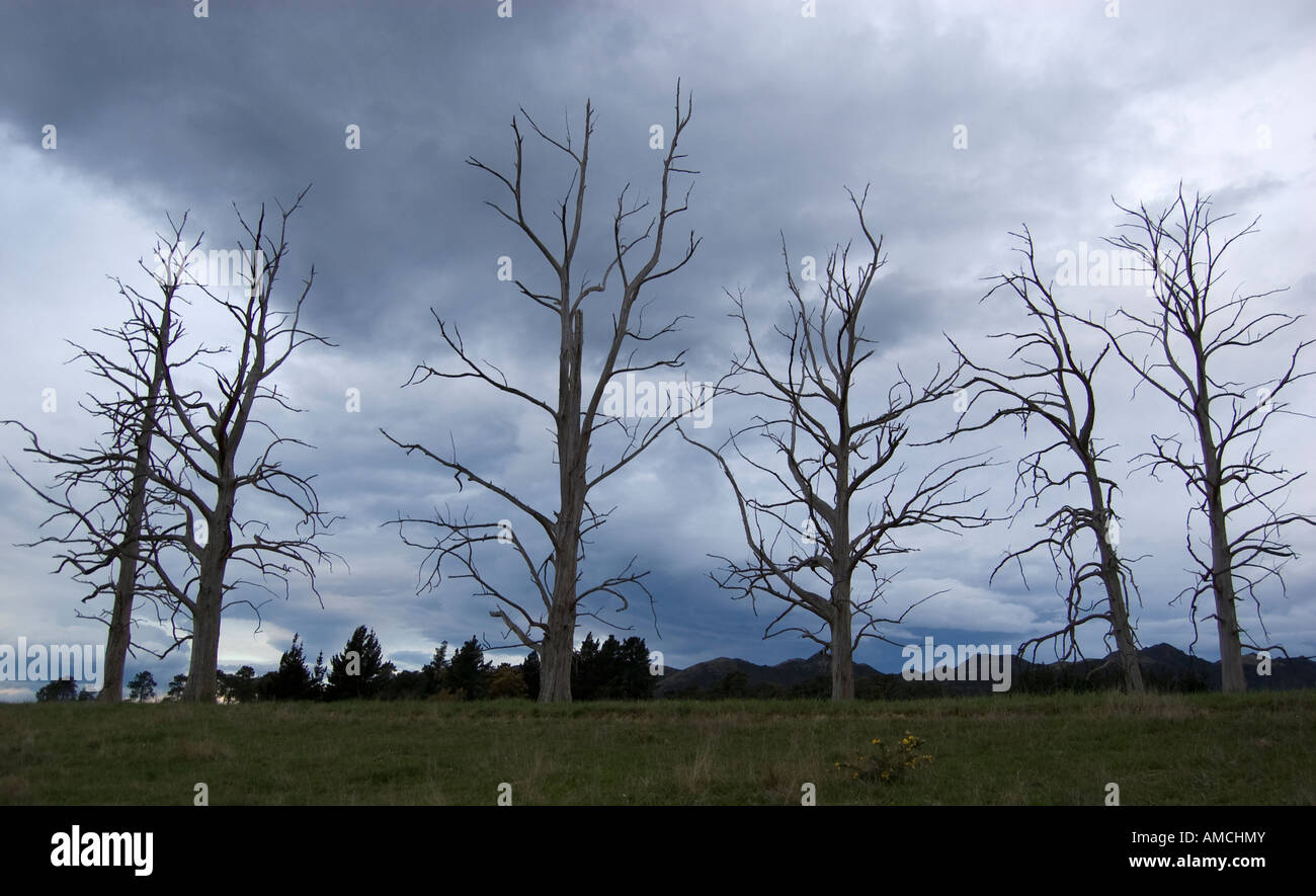 Skeleton Trees South Island New Zealand Stock Photo - Alamy