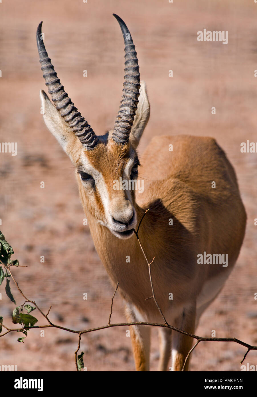 Dorcas Gazelle (dorcas neglecta Stock Photo - Alamy